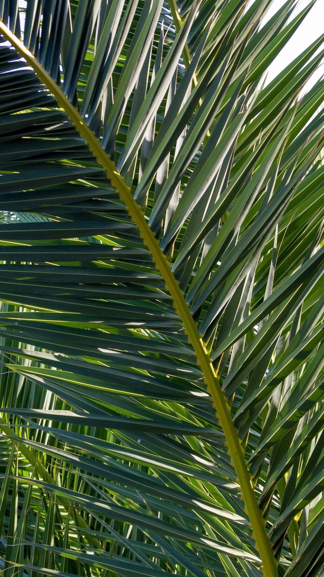 Palm Tree Leaves Wallpapers - Top Free Palm Tree Leaves Backgrounds ...