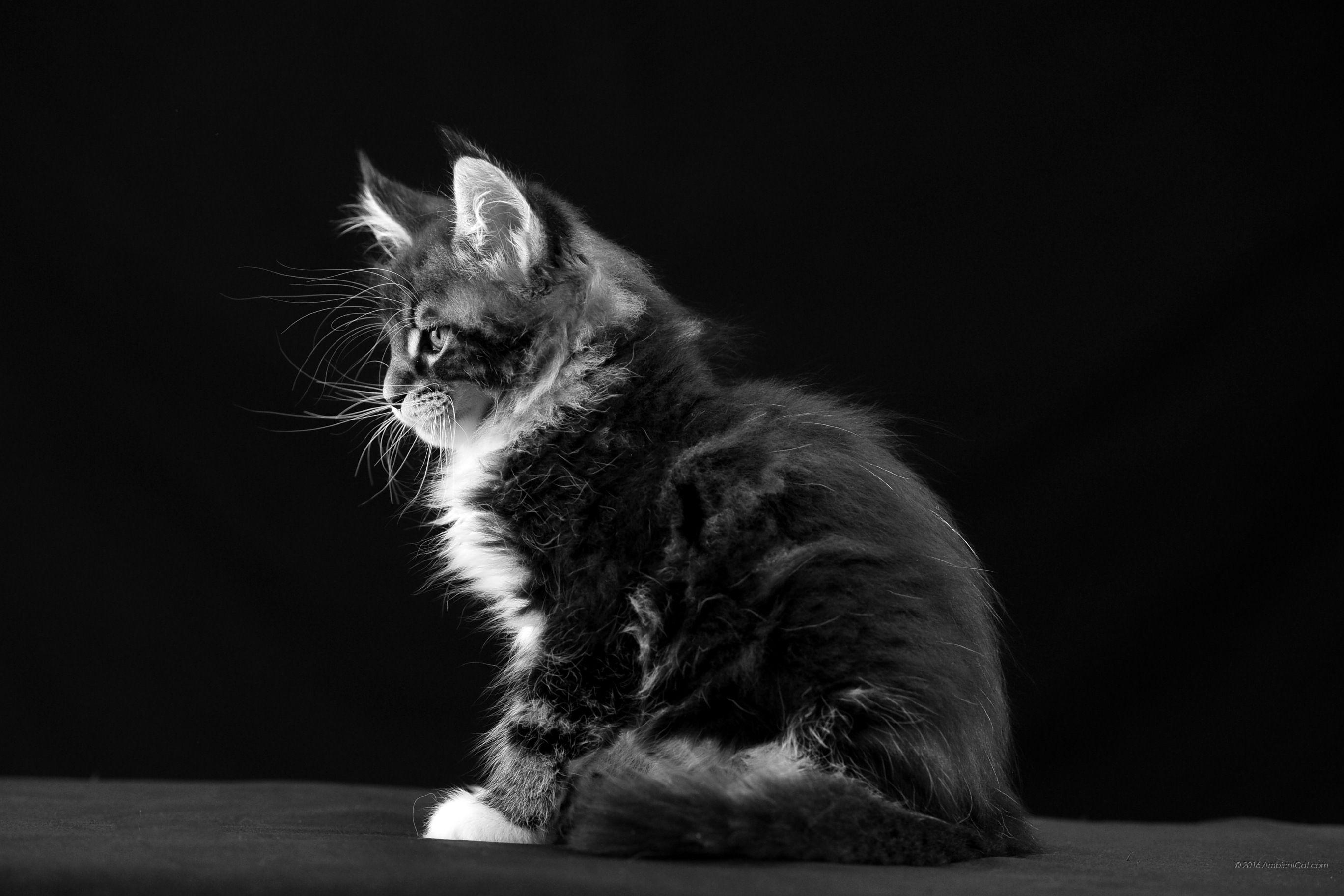 Microsoft Surface Pro Wallpapers - Top Free Microsoft Surface Pro ...