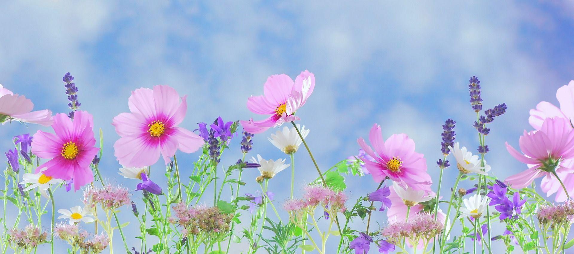 Pastel Spring Flowers Wallpapers - Top Free Pastel Spring Flowers ...