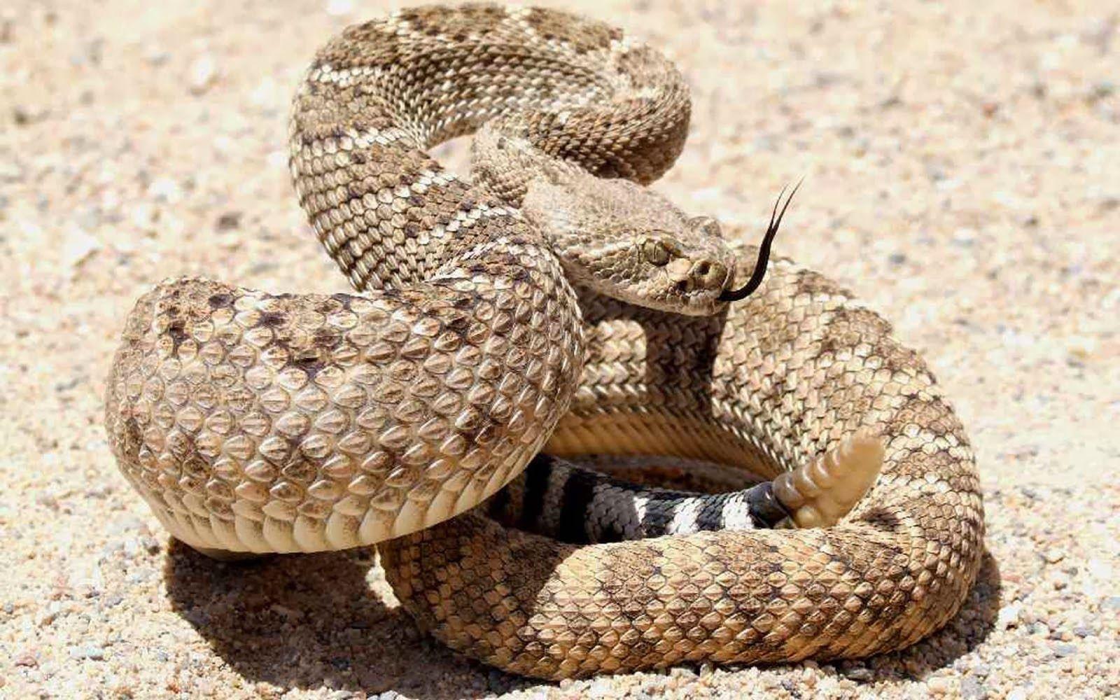 Rattlesnake Wallpapers - Top Free Rattlesnake Backgrounds - WallpaperAccess