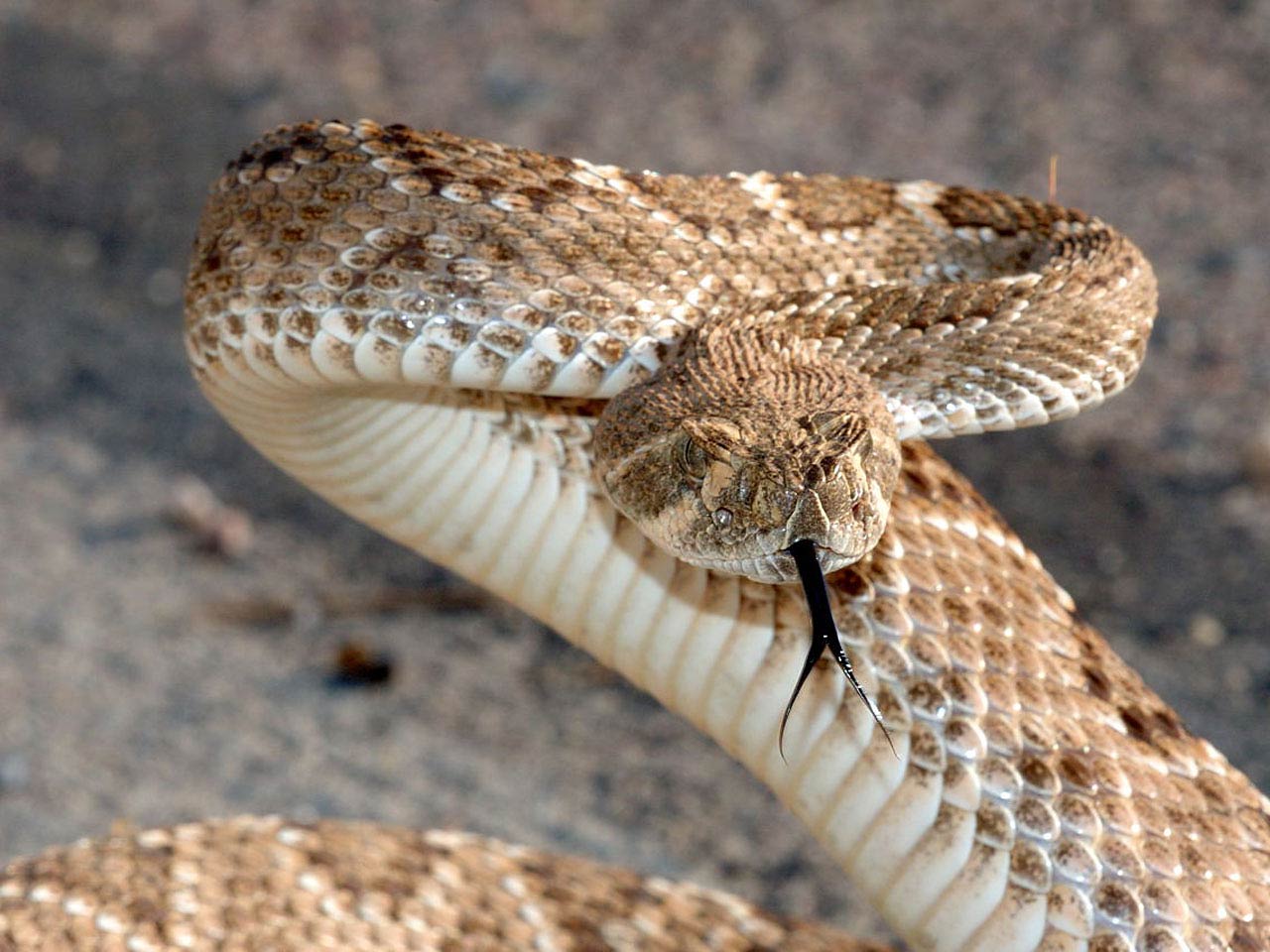 Rattlesnake Wallpapers - Top Free Rattlesnake Backgrounds - WallpaperAccess