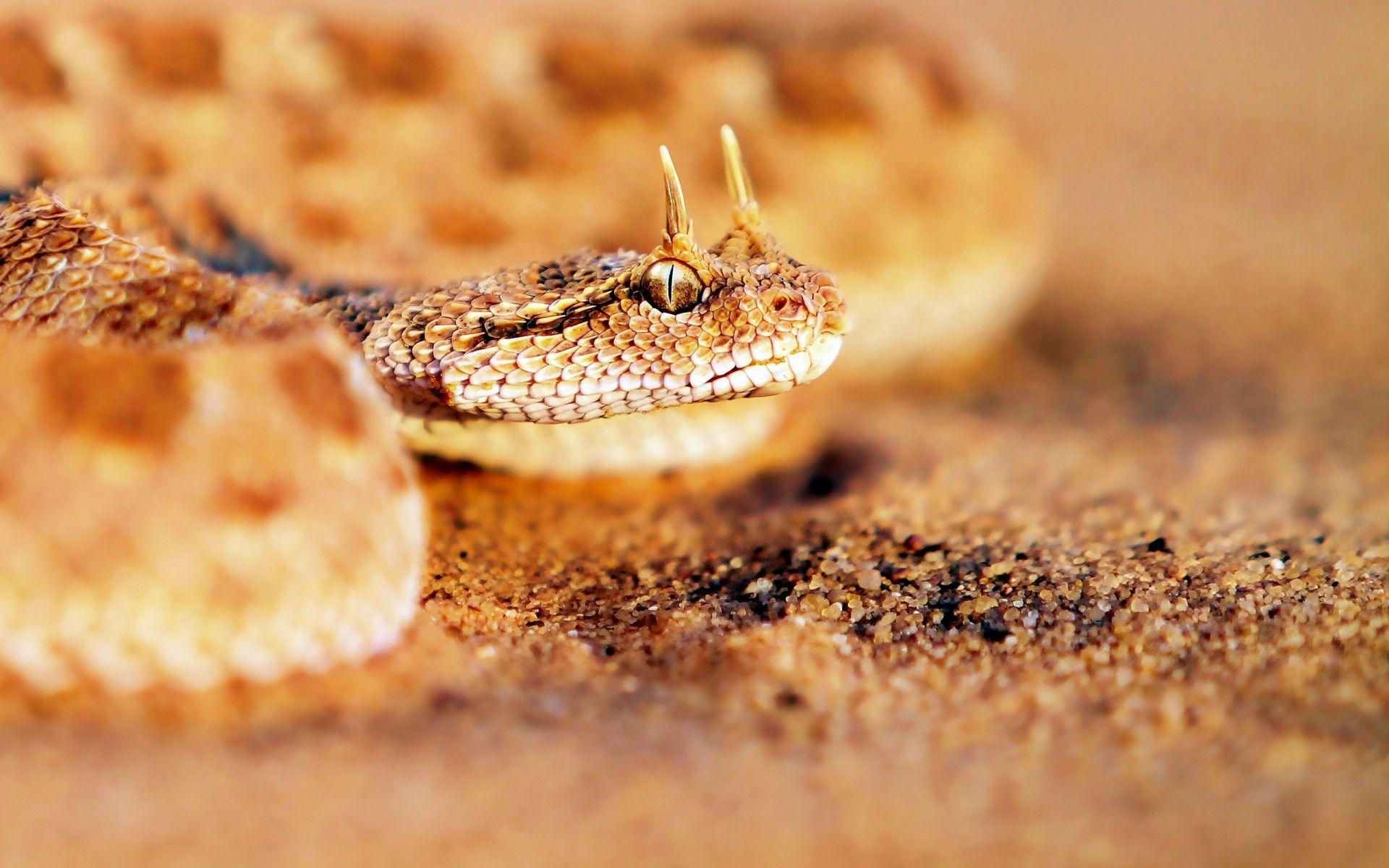 Rattlesnake Wallpapers - Top Free Rattlesnake Backgrounds - WallpaperAccess