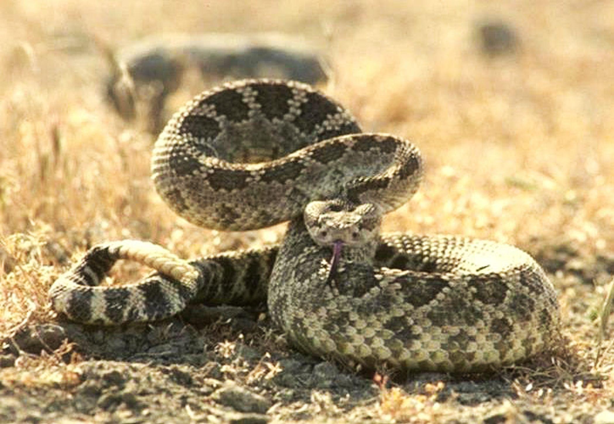 Rattlesnake Wallpapers - Top Free Rattlesnake Backgrounds - WallpaperAccess