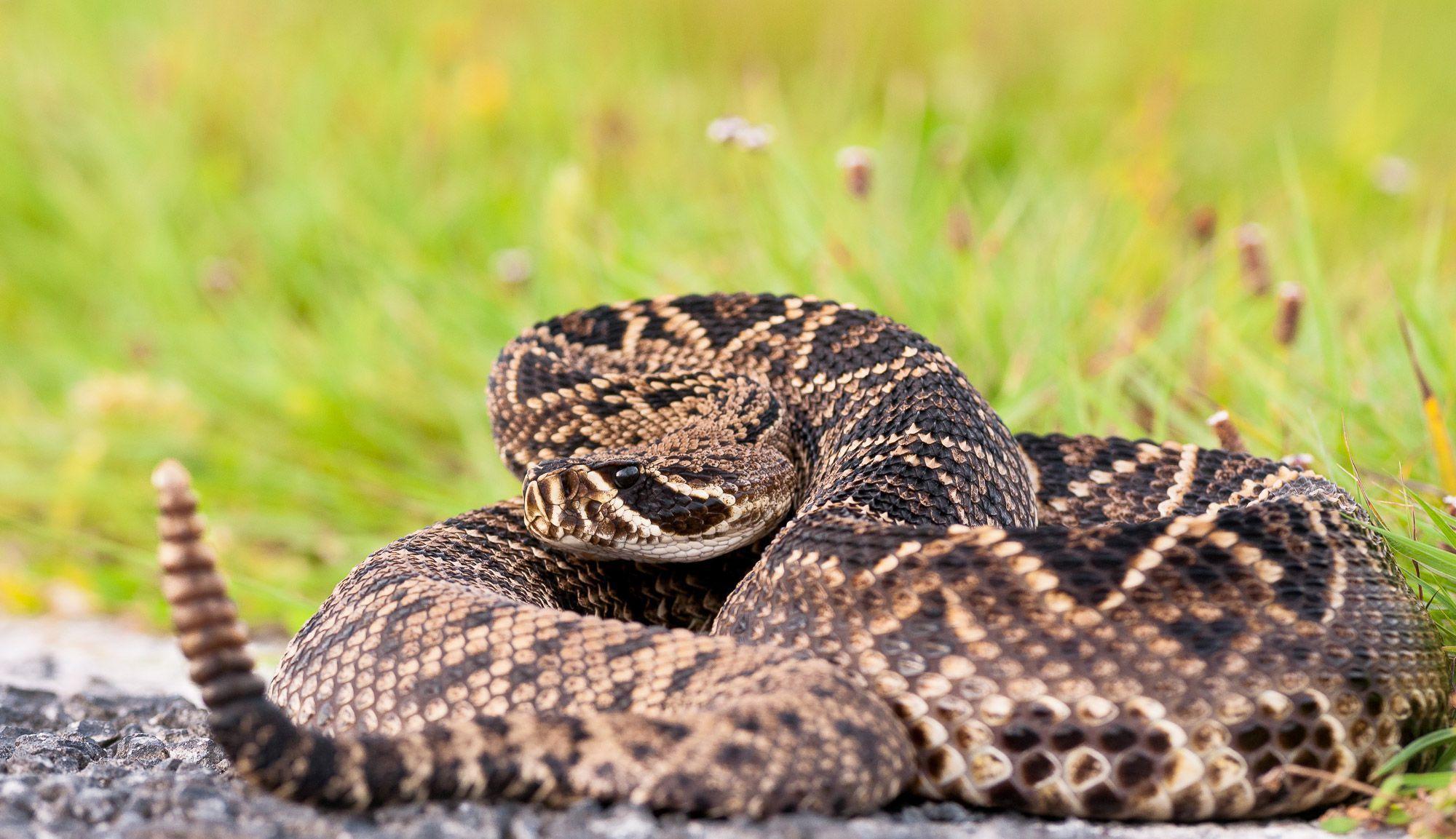 Rattlesnake Wallpapers - Top Free Rattlesnake Backgrounds - WallpaperAccess