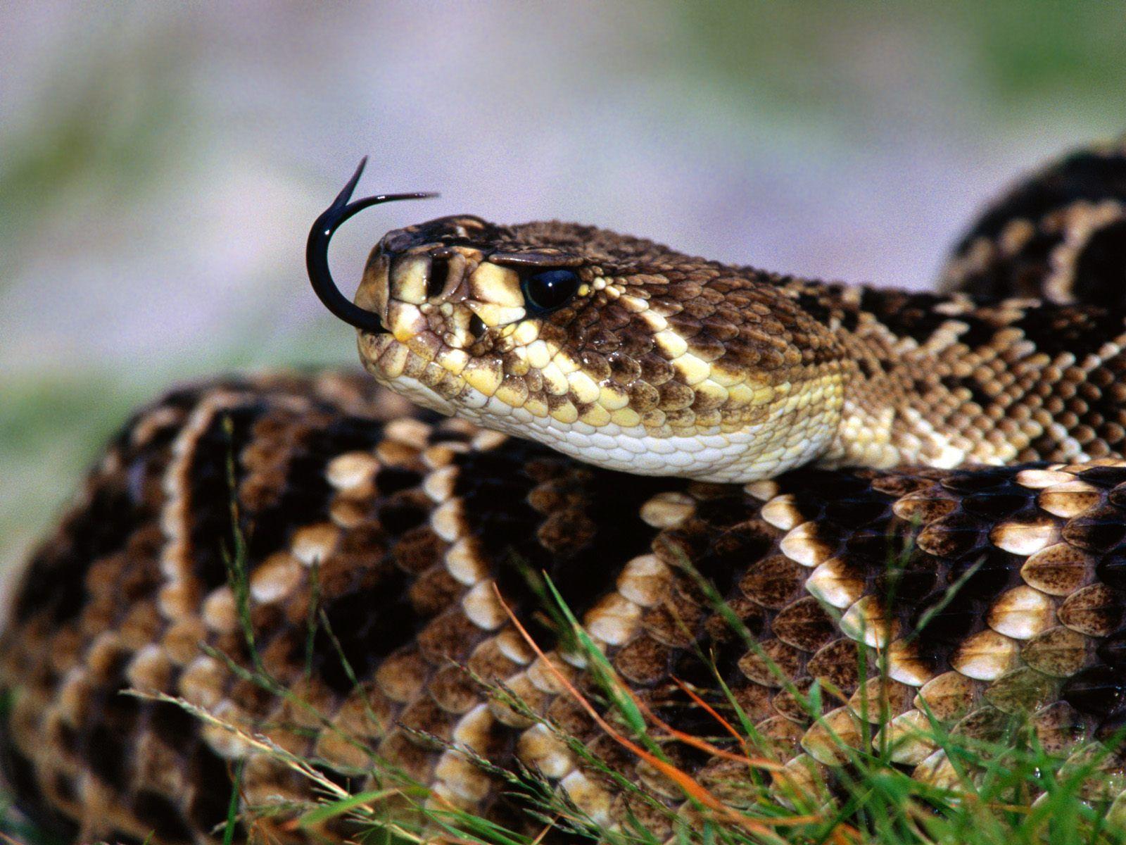 Rattlesnake Wallpapers - Top Free Rattlesnake Backgrounds - WallpaperAccess