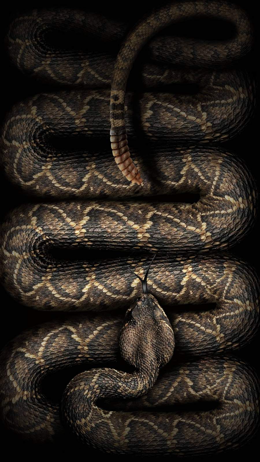 Rattlesnake Wallpapers - Top Free Rattlesnake Backgrounds - WallpaperAccess