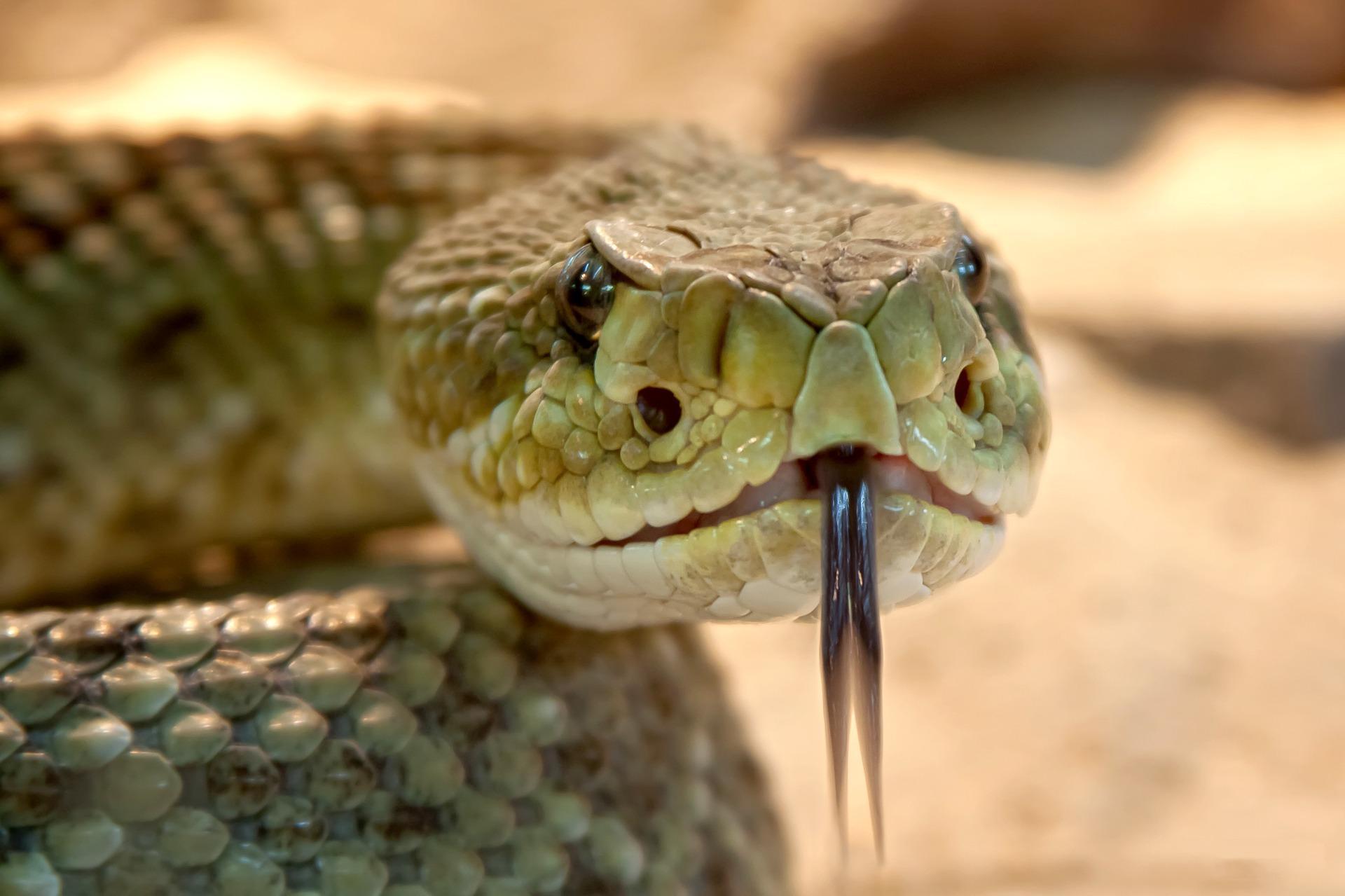 Rattlesnake Wallpapers - Top Free Rattlesnake Backgrounds - WallpaperAccess