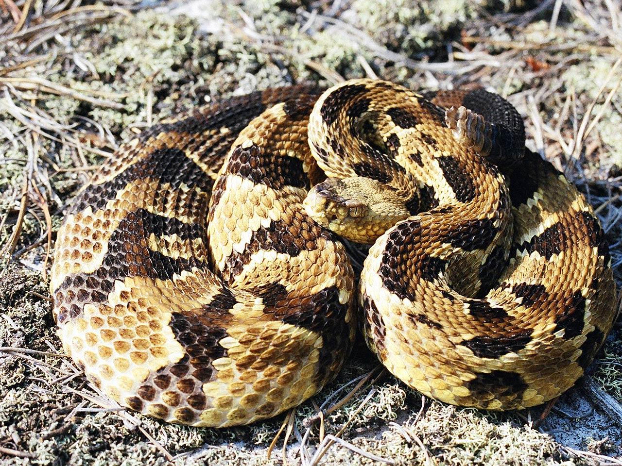 Rattlesnake Wallpapers - Top Free Rattlesnake Backgrounds - WallpaperAccess