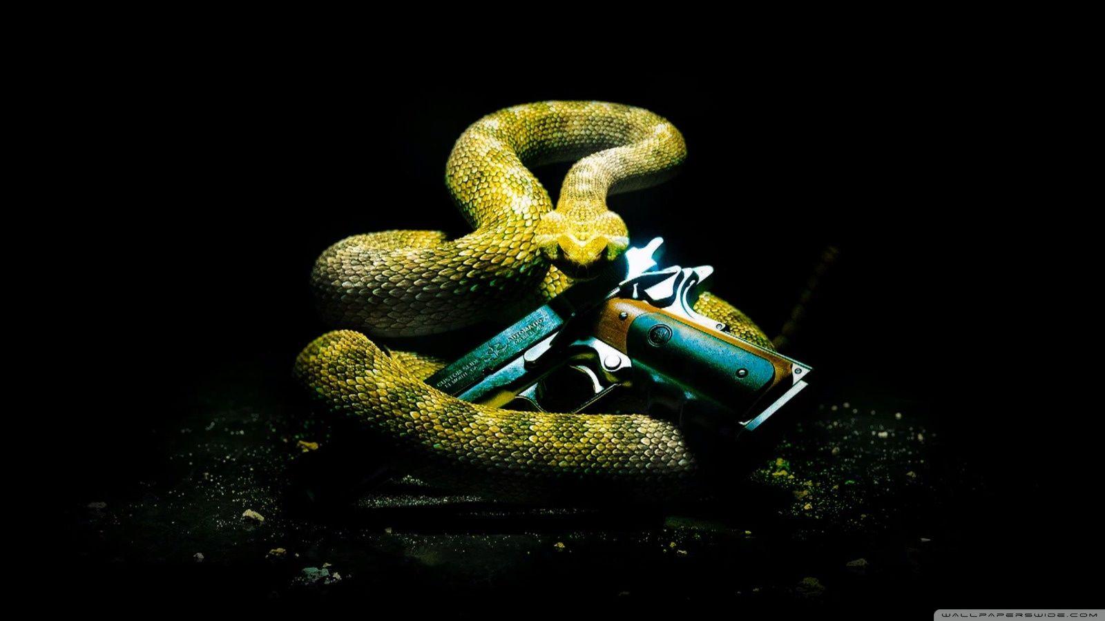 Rattlesnake Wallpapers - Top Free Rattlesnake Backgrounds - WallpaperAccess