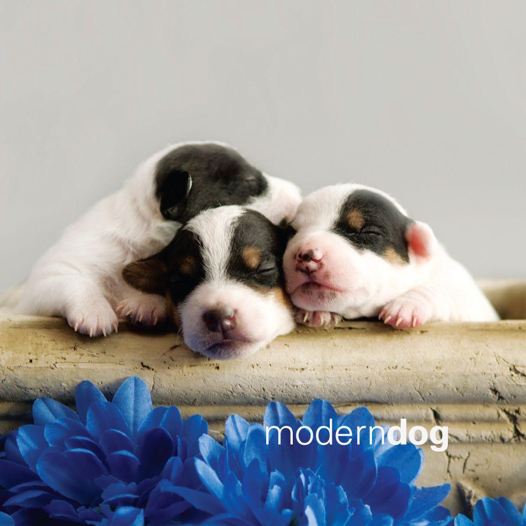 Dog iPad Wallpapers - Top Free Dog iPad Backgrounds - WallpaperAccess