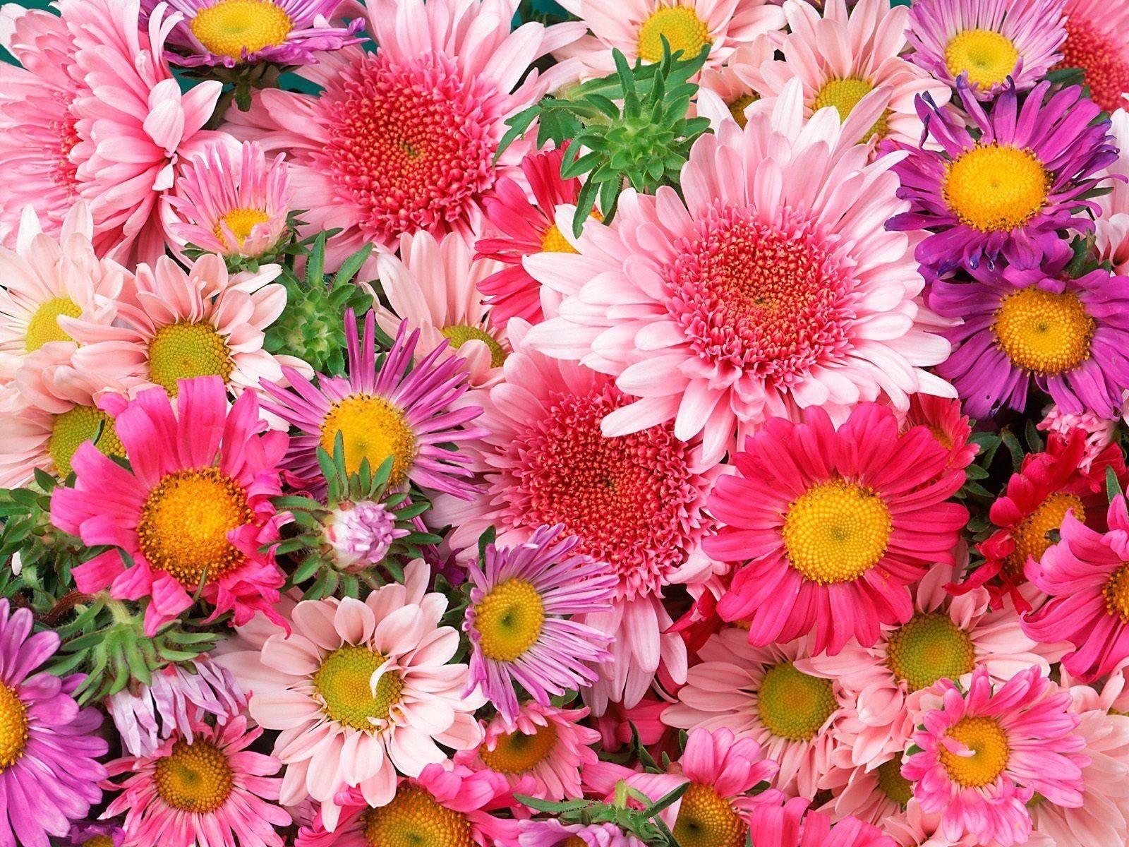 Simple Daisy Wallpapers - Top Free Simple Daisy Backgrounds ...