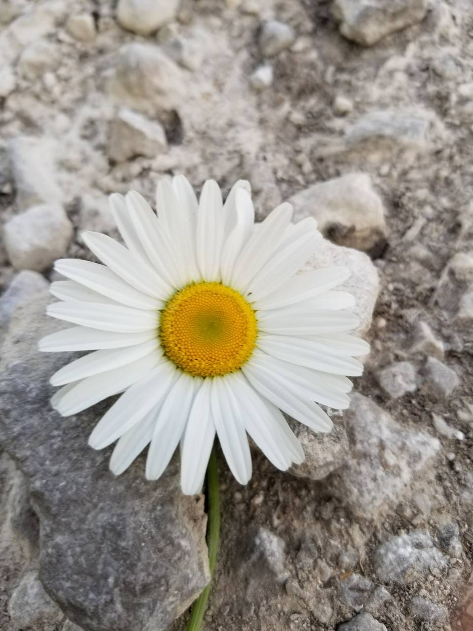 Simple Daisy Wallpapers - Top Free Simple Daisy Backgrounds ...