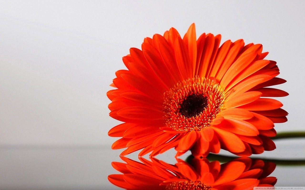 Simple Daisy Wallpapers - Top Free Simple Daisy Backgrounds ...