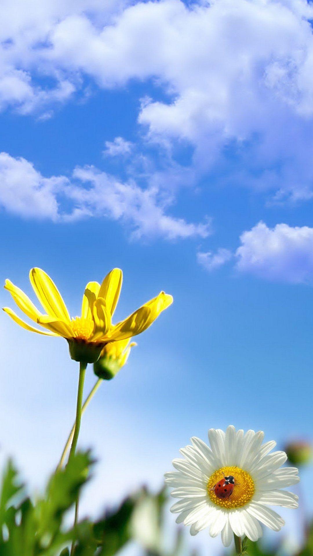 Simple Daisy Wallpapers - Top Free Simple Daisy Backgrounds ...