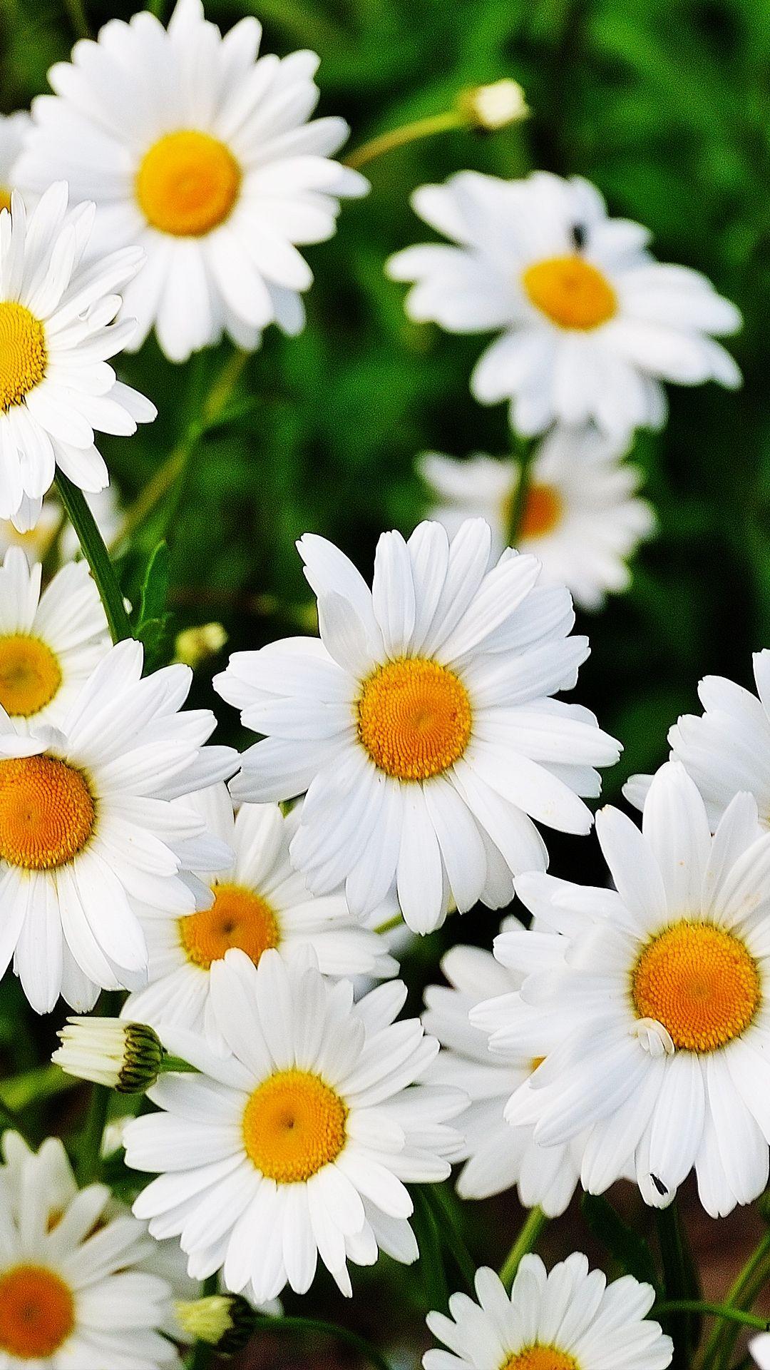 Simple Daisy Wallpapers - Top Free Simple Daisy Backgrounds ...
