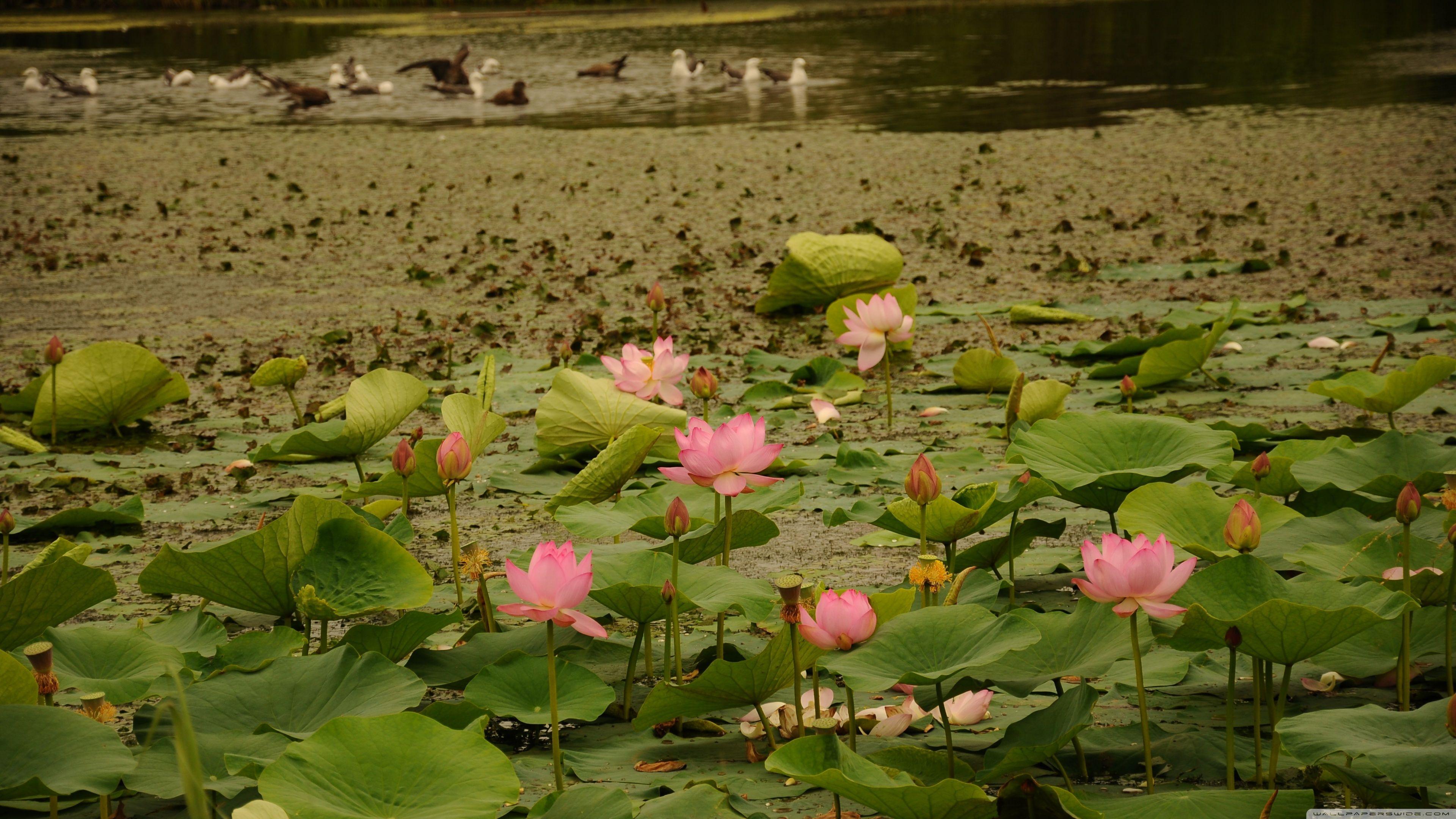 Lotus 4K Wallpapers - Top Free Lotus 4K Backgrounds - WallpaperAccess