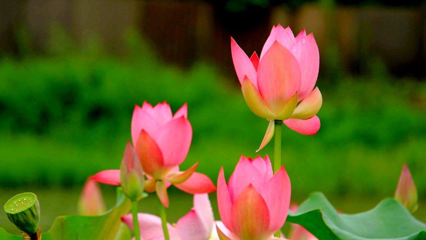 Lotus 4K Wallpapers - Top Free Lotus 4K Backgrounds - WallpaperAccess
