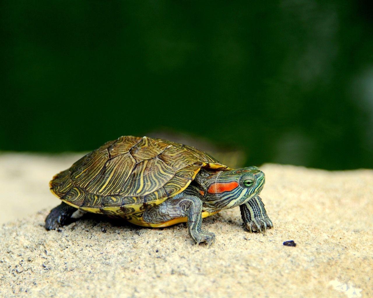 The Red Turtle Wallpapers - Top Free The Red Turtle Backgrounds ...