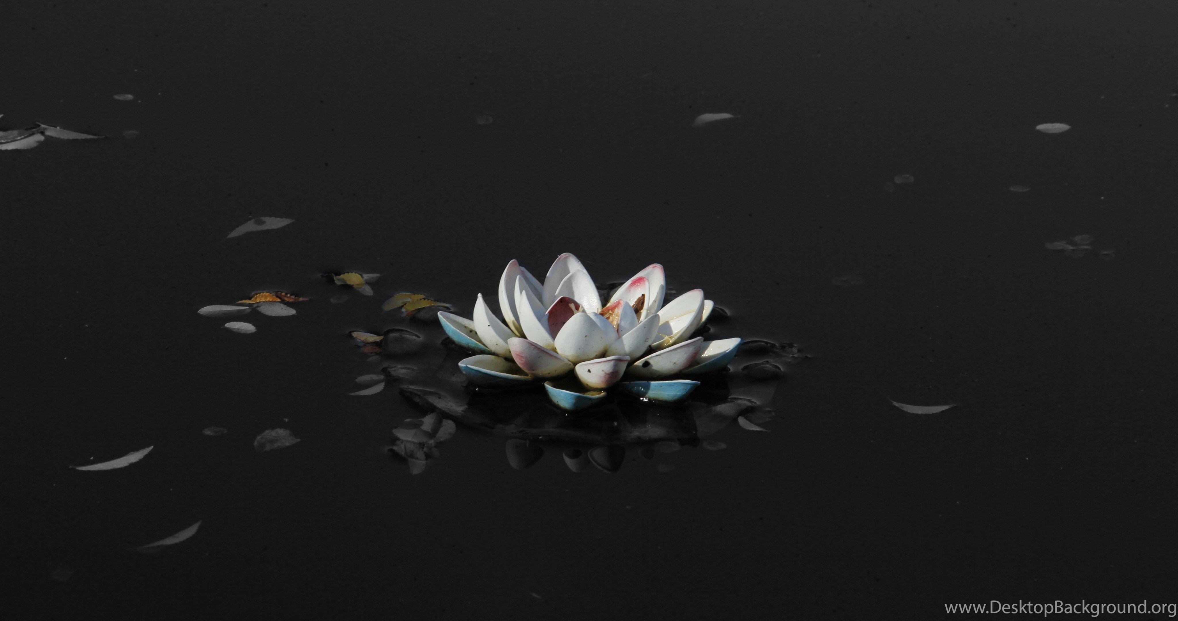 Lotus 4K Wallpapers - Top Free Lotus 4K Backgrounds - WallpaperAccess