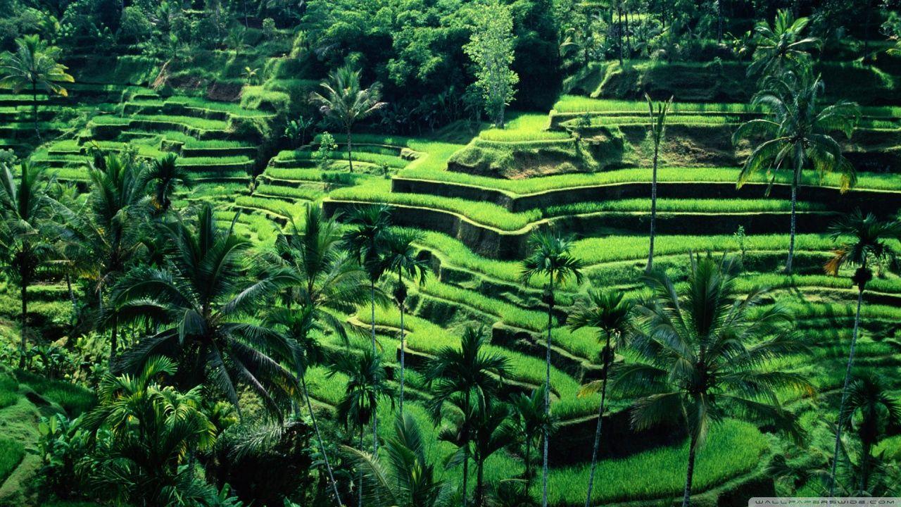 Bali Scenes Wallpapers - Top Free Bali Scenes Backgrounds - WallpaperAccess