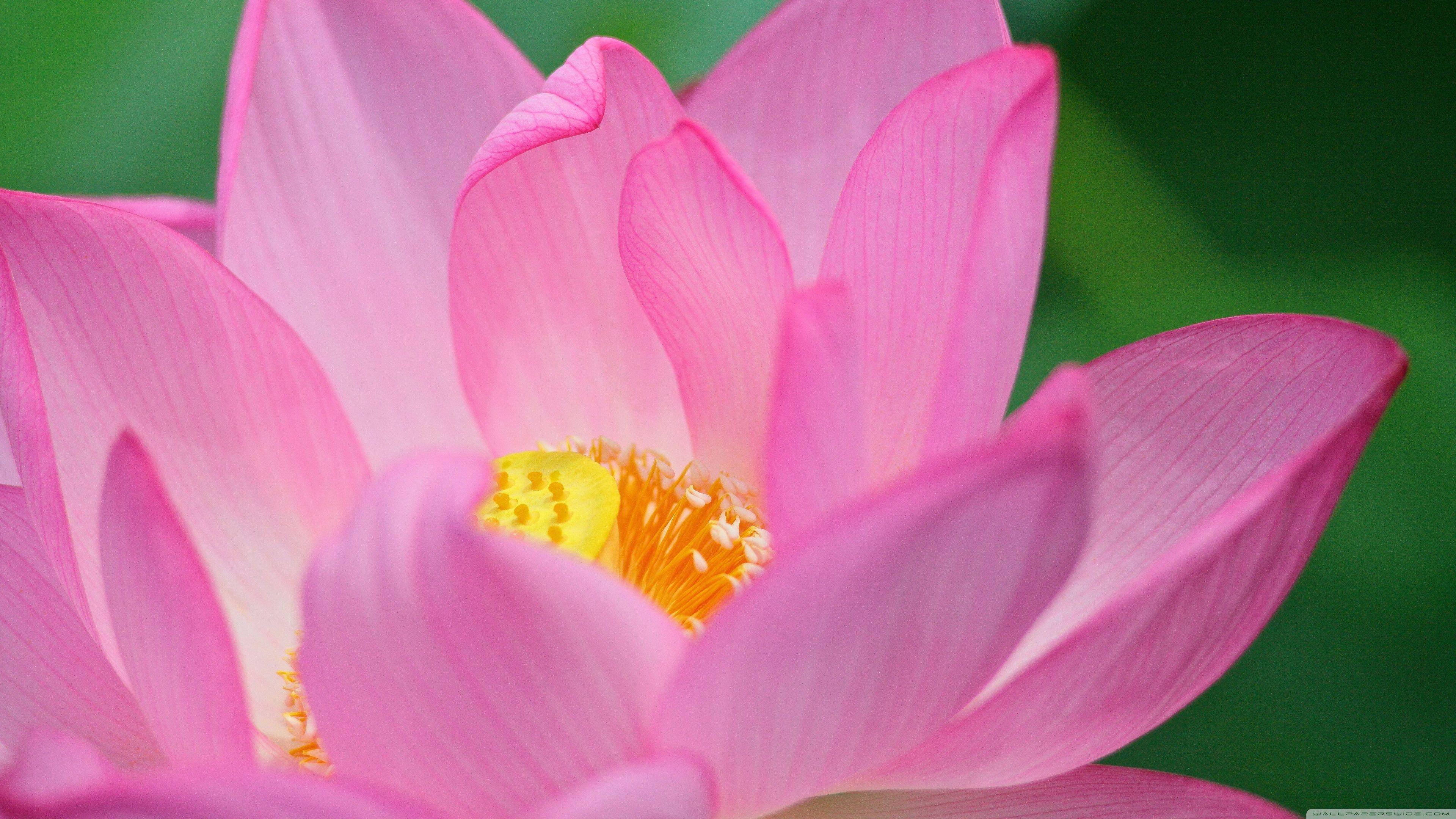 Lotus 4K Wallpapers - Top Free Lotus 4K Backgrounds - WallpaperAccess