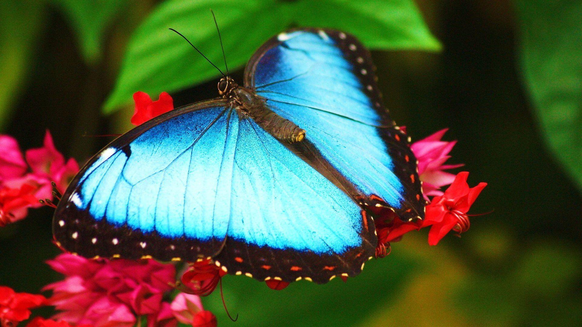 Turquoise Butterfly Wallpapers - Top Free Turquoise Butterfly ...
