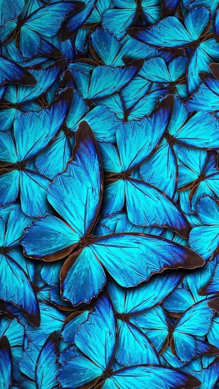 Turquoise Butterfly Wallpapers - Top Free Turquoise Butterfly ...