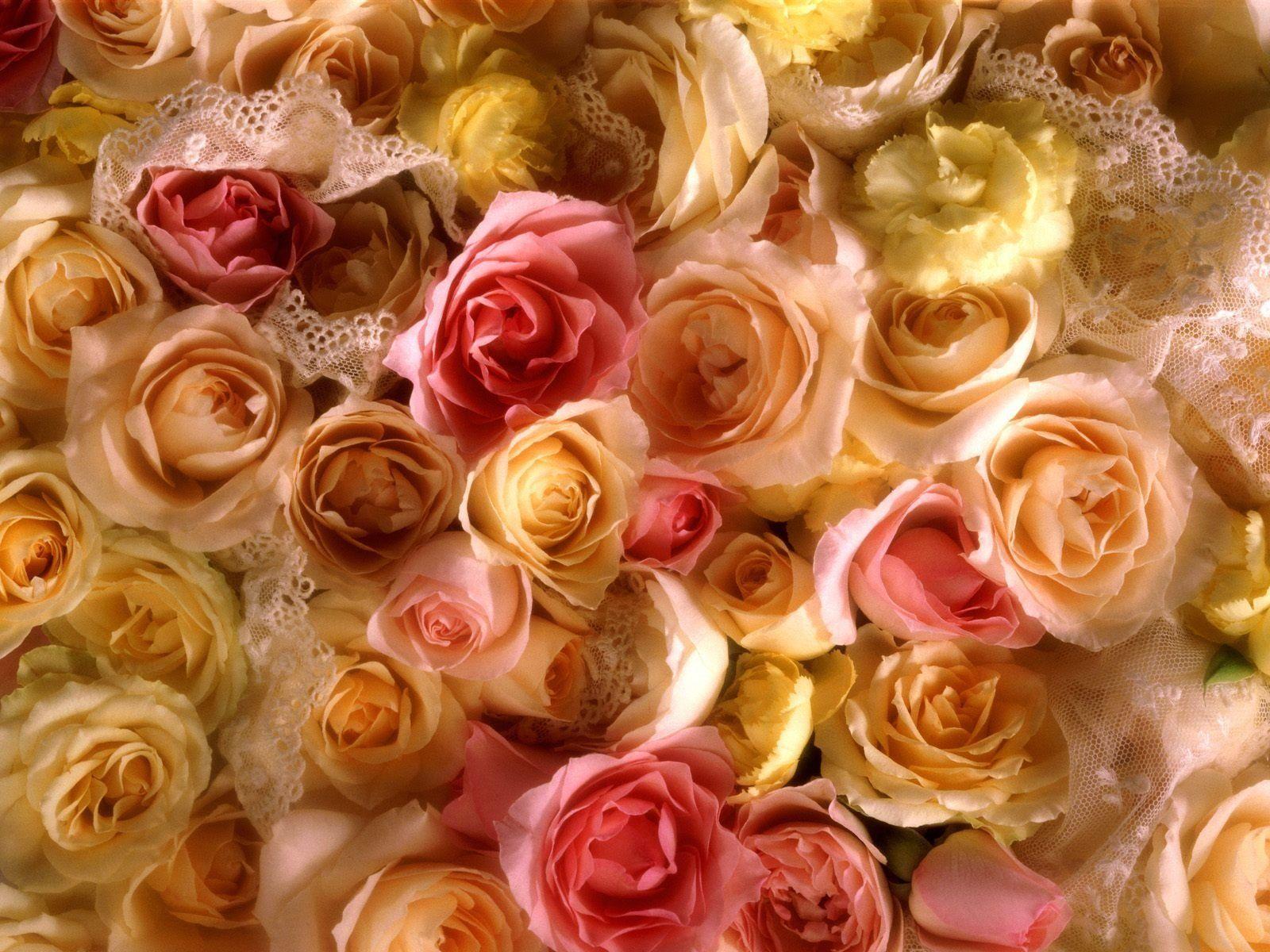 Peach Roses Wallpapers - Top Free Peach Roses Backgrounds - WallpaperAccess