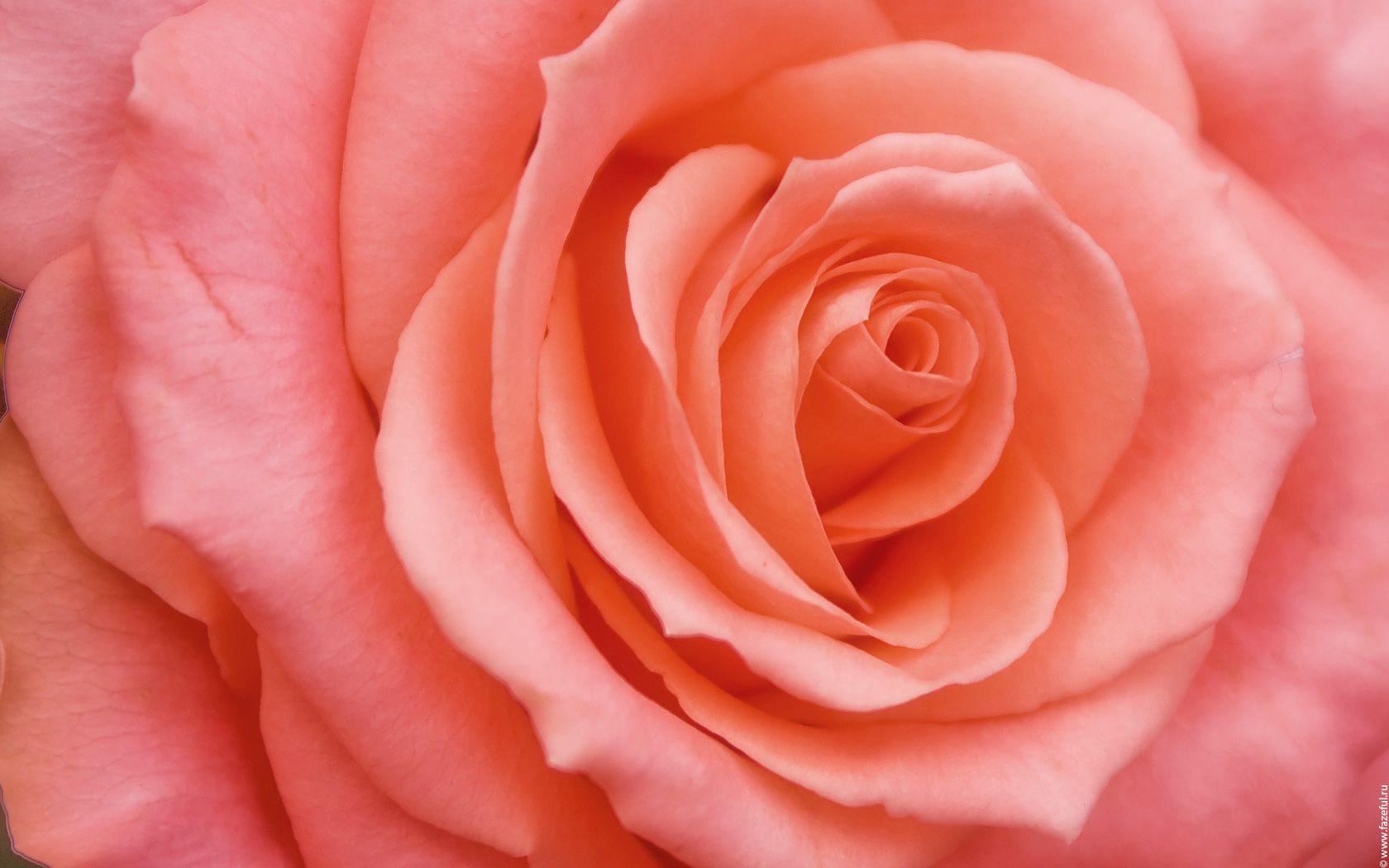Peach Rose Wallpapers - Top Free Peach Rose Backgrounds - WallpaperAccess