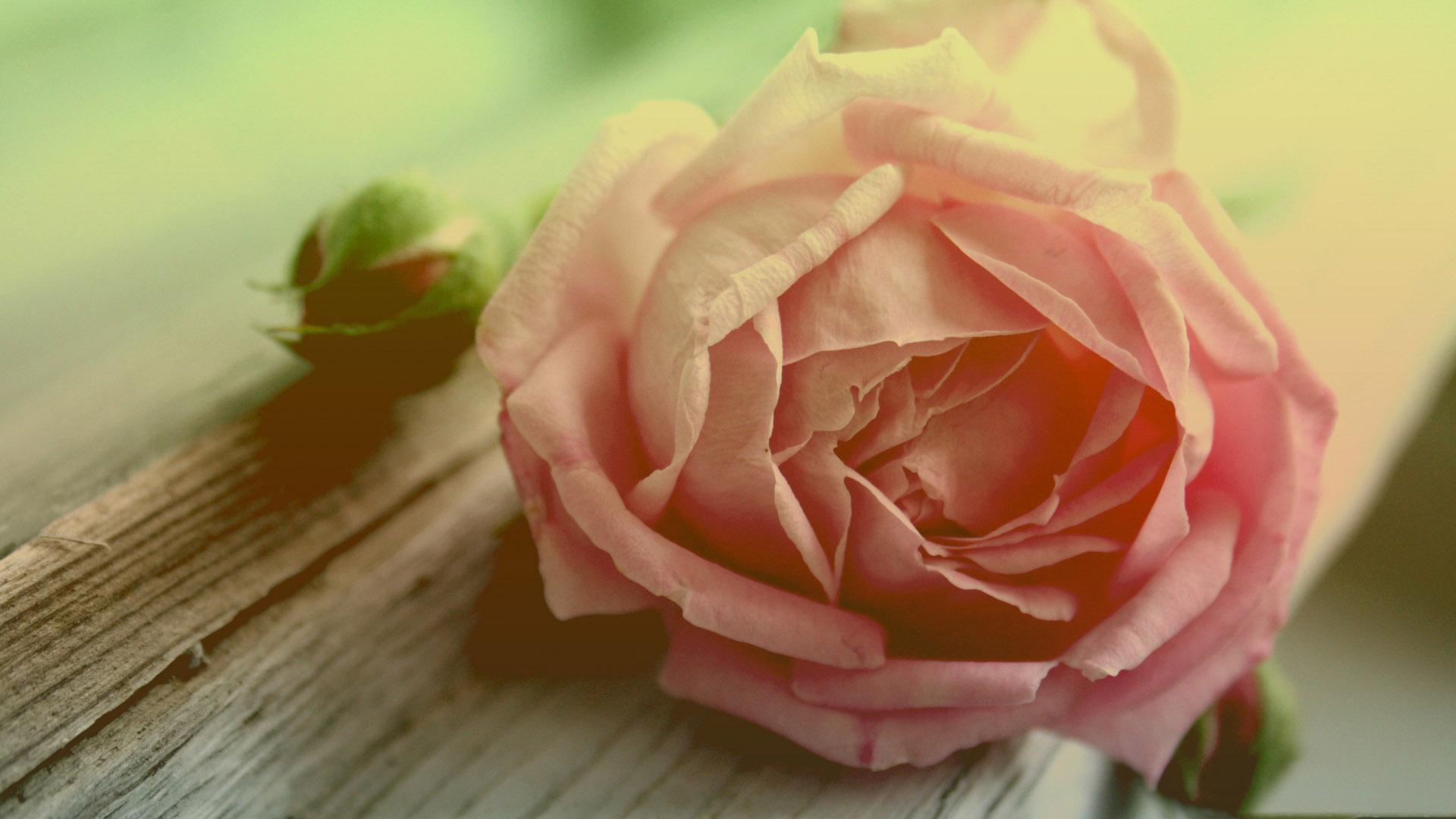 Peach Roses Wallpapers - Top Free Peach Roses Backgrounds - WallpaperAccess