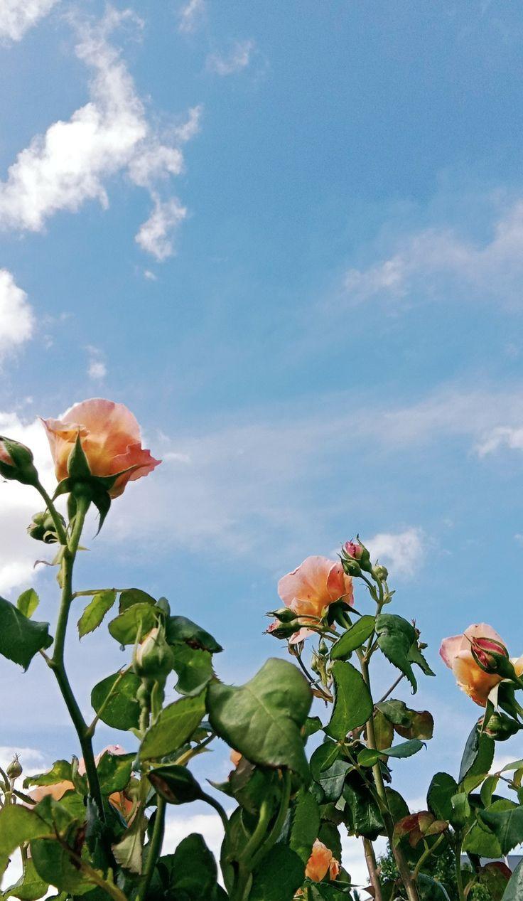 Peach Roses Wallpapers - Top Free Peach Roses Backgrounds - WallpaperAccess