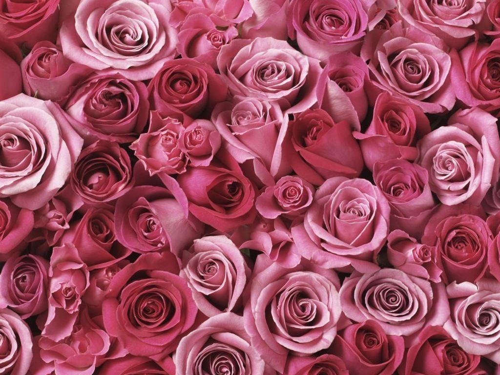 Pink Rose Wallpapers - Top Free Pink Rose Backgrounds - WallpaperAccess