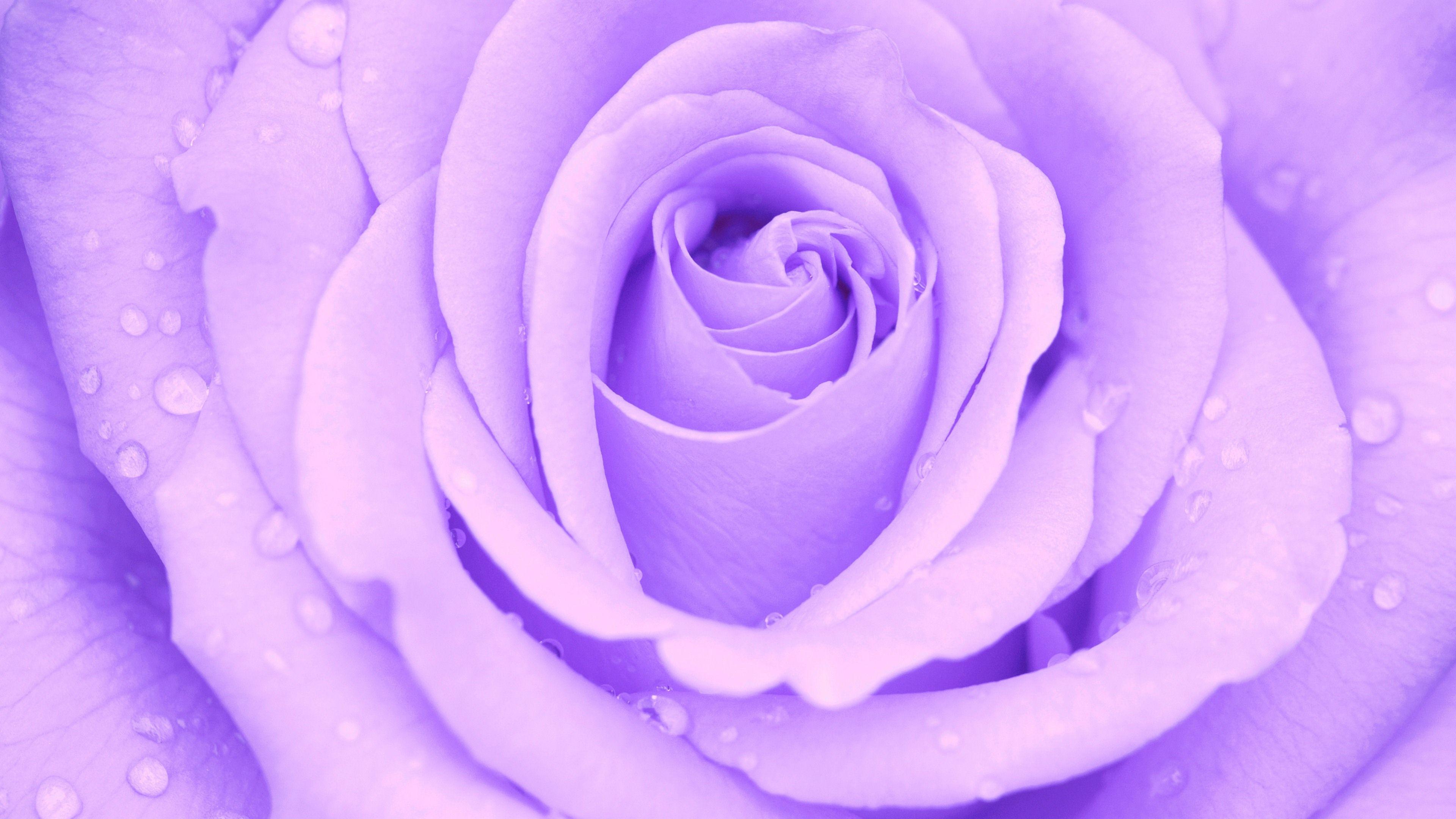 Pastel Purple Flower Wallpapers - Top Free Pastel Purple Flower Backgrounds - WallpaperAccess