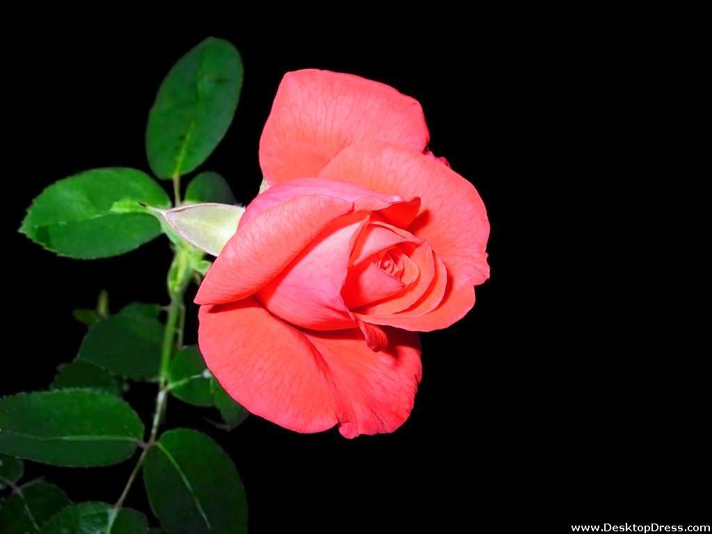 Light Roses Wallpapers - Top Free Light Roses Backgrounds - WallpaperAccess