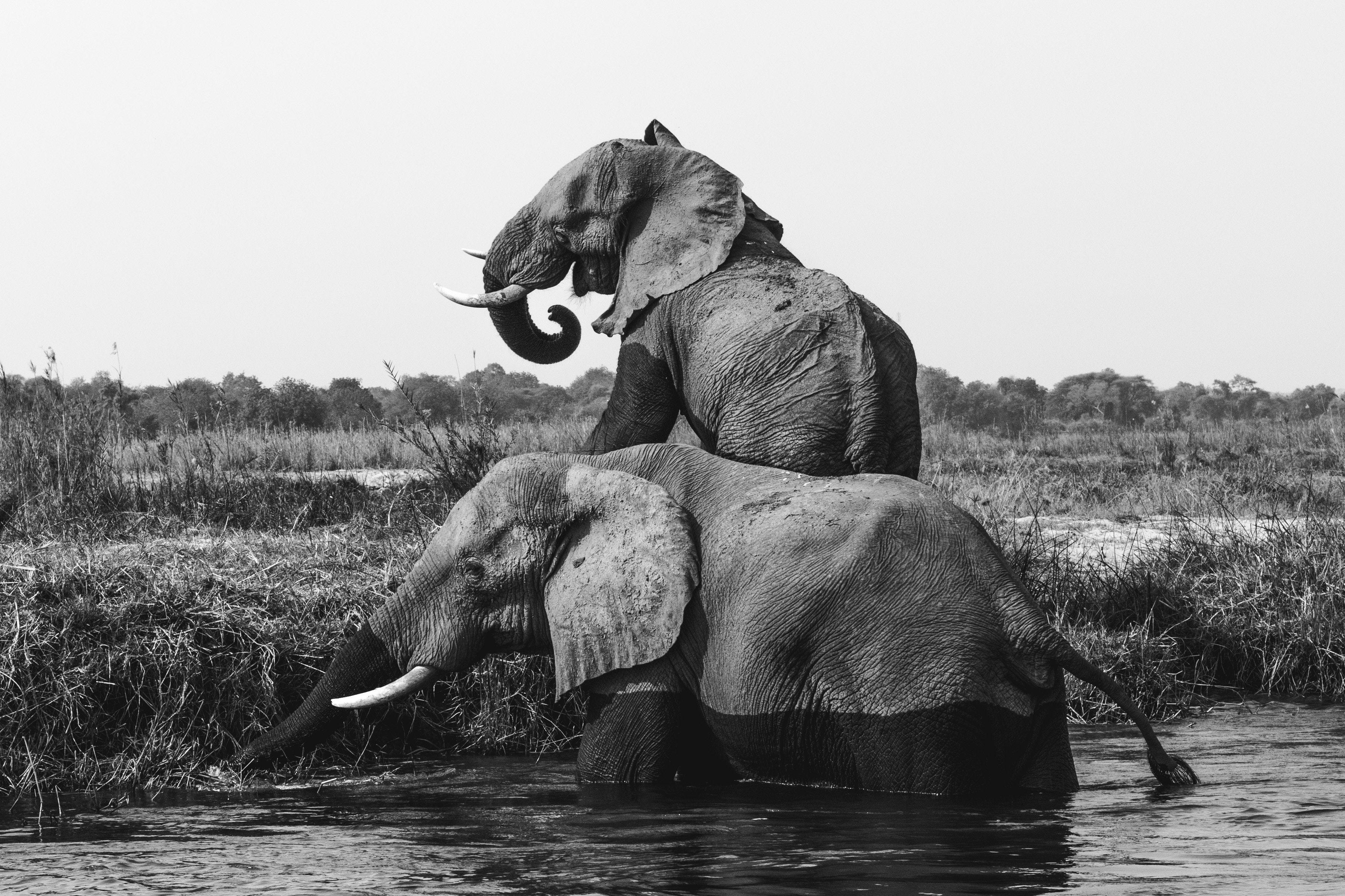Big Five Wallpapers - Top Free Big Five Backgrounds - WallpaperAccess