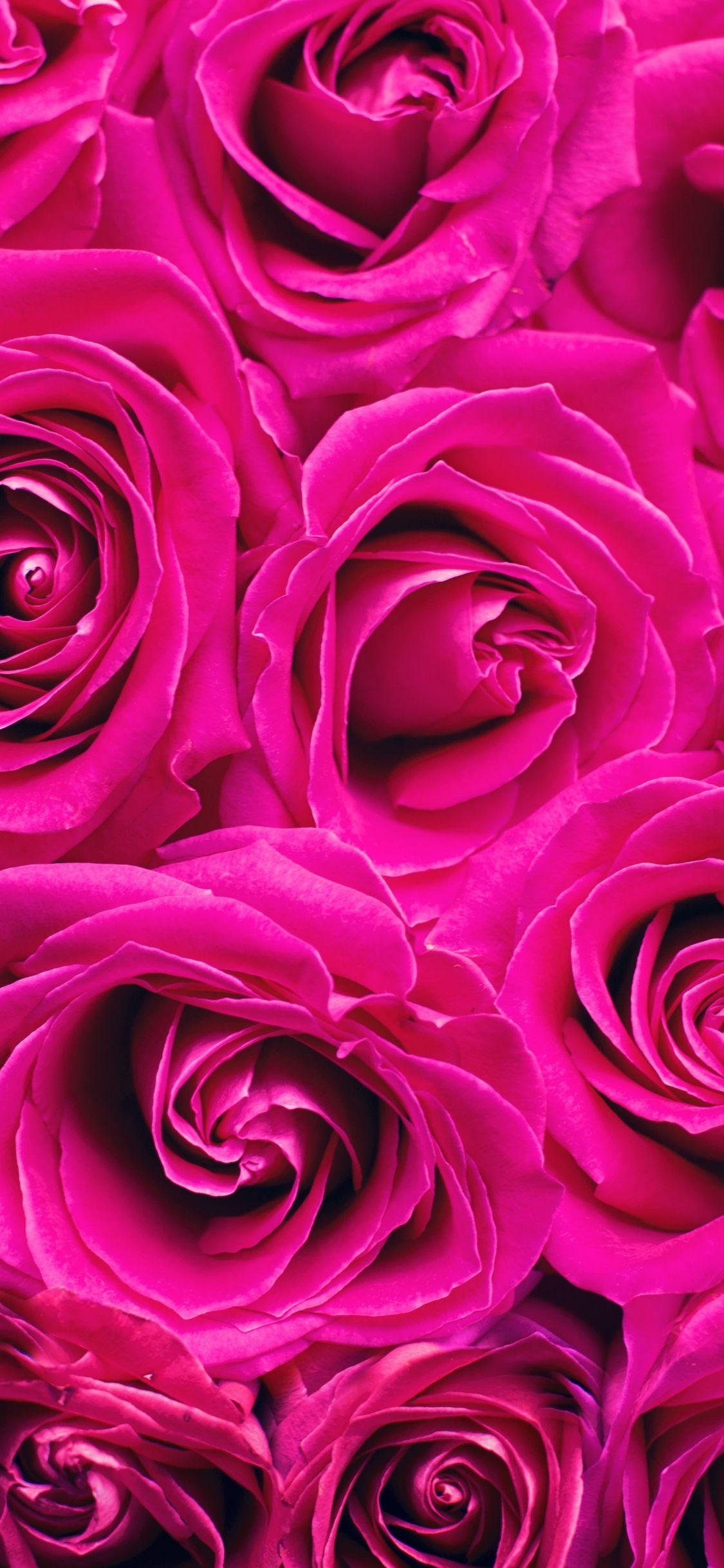 Pink Rose iPhone Wallpapers - Top Free Pink Rose iPhone Backgrounds ...