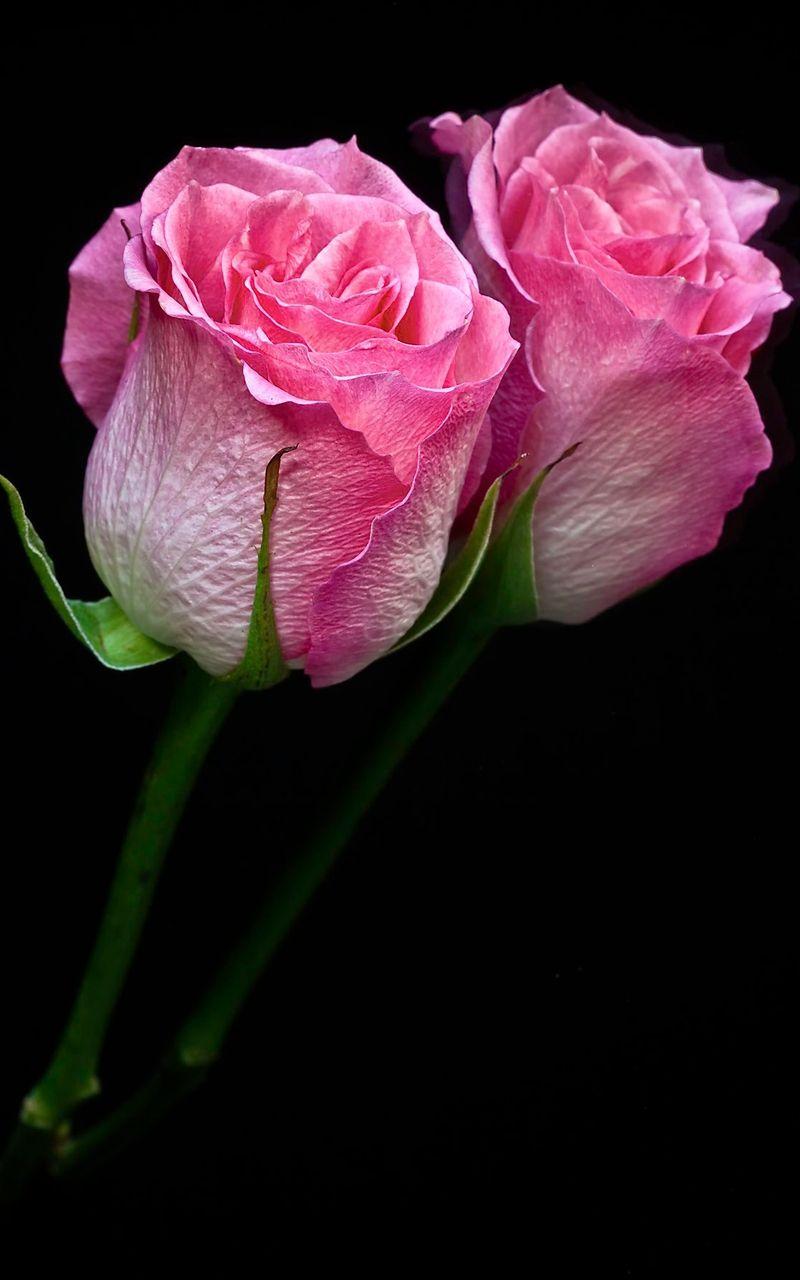 Pink Rose iPhone Wallpapers - Top Free Pink Rose iPhone Backgrounds ...