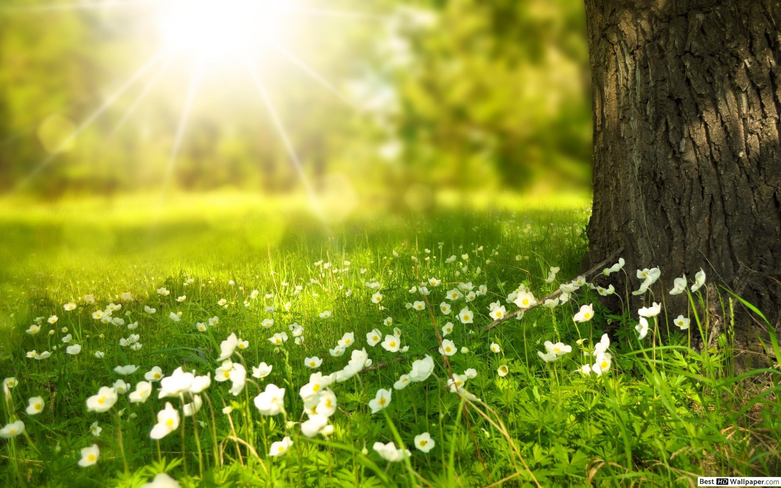 Beautiful Spring Landscape Wallpapers - Top Free Beautiful Spring ...