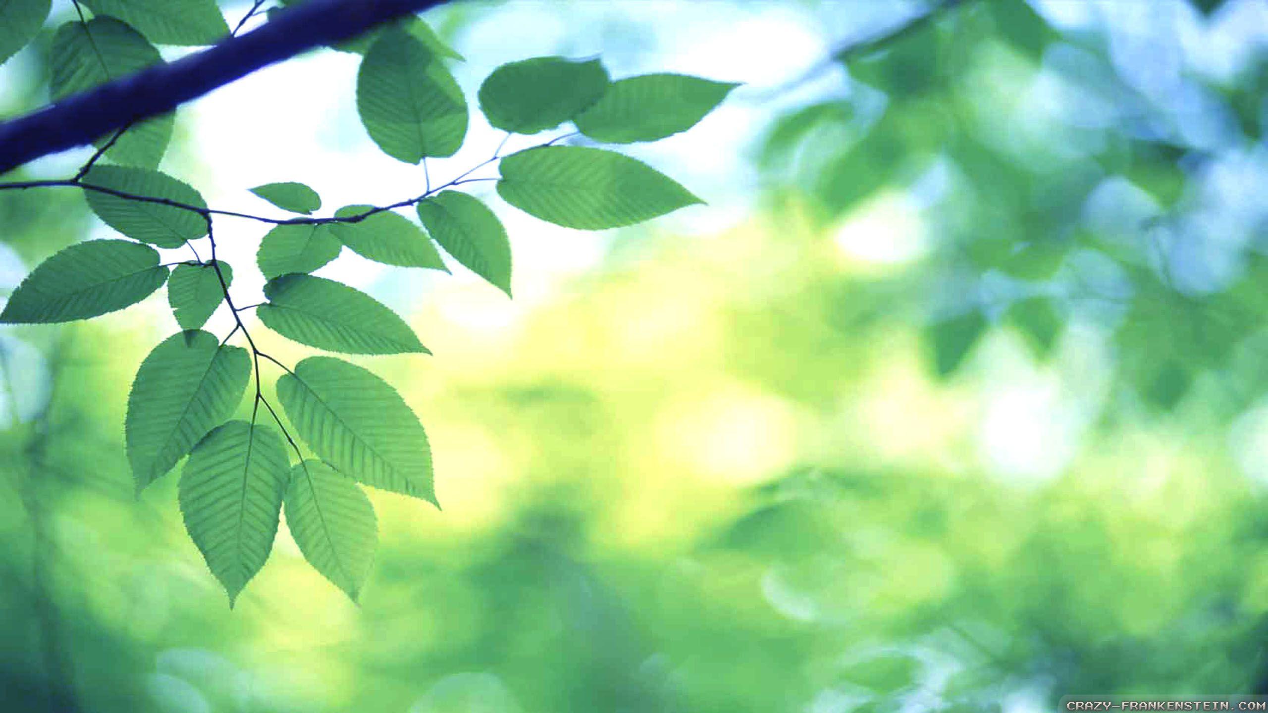 Bright Spring Desktop Wallpapers - Top Free Bright Spring Desktop ...