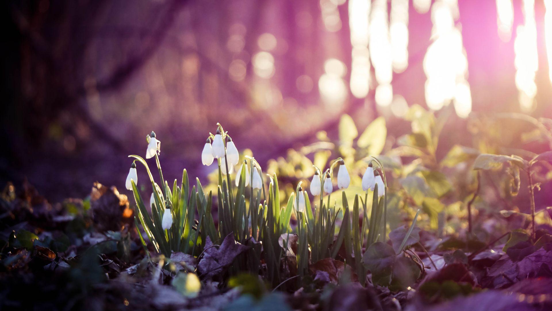 Bright Spring Desktop Wallpapers - Top Free Bright Spring Desktop ...