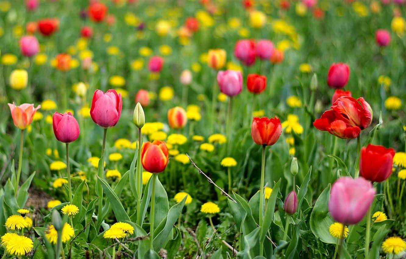 Bright Spring Flowers Desktop Wallpapers - Top Free Bright Spring ...