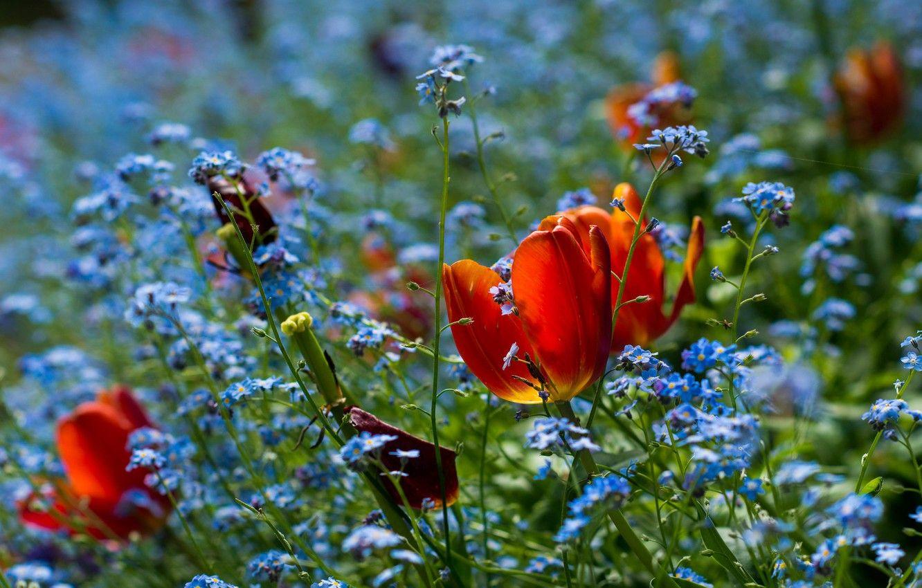 Bright Spring Desktop Wallpapers - Top Free Bright Spring Desktop ...