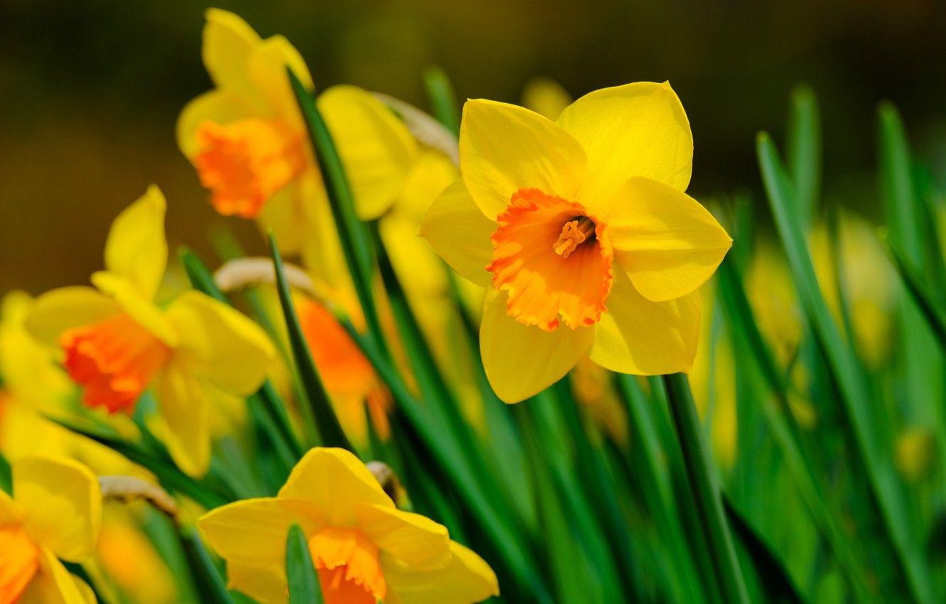 Bright Spring Desktop Wallpapers - Top Free Bright Spring Desktop ...