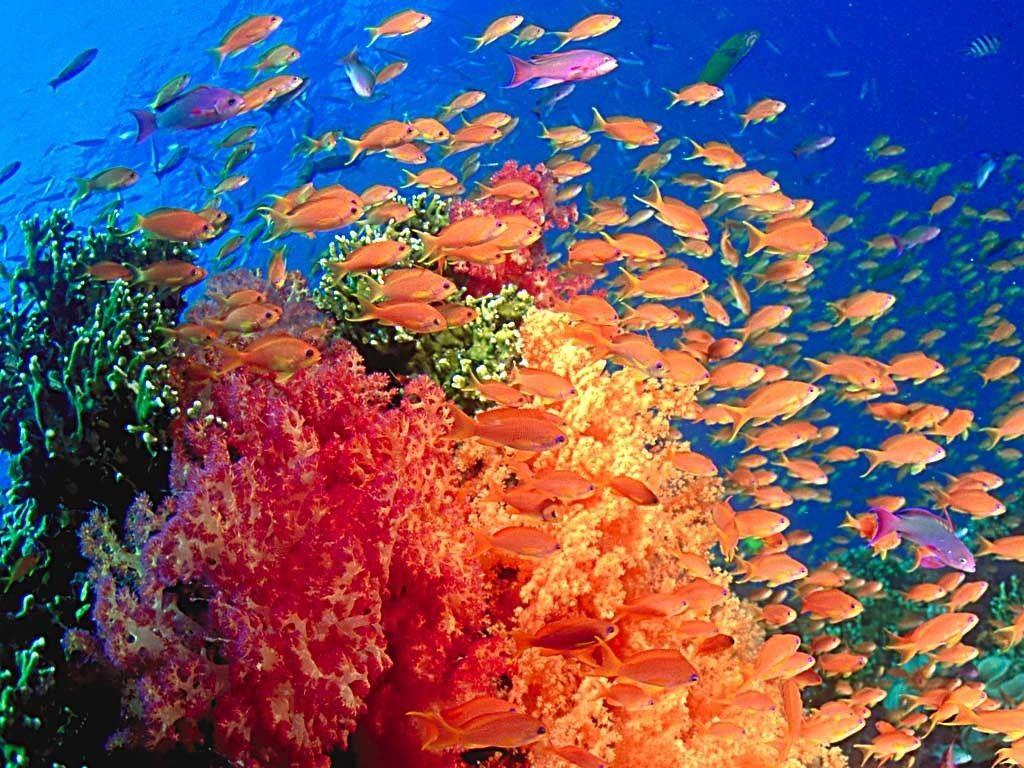 Sea Life Desktop Wallpapers - Top Free Sea Life Desktop Backgrounds ...