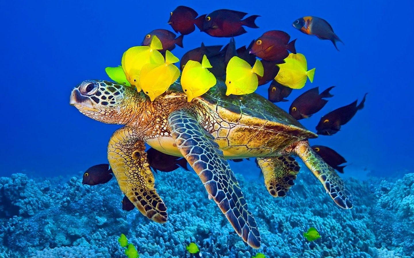 Sea Life Desktop Wallpapers - Top Free Sea Life Desktop Backgrounds ...