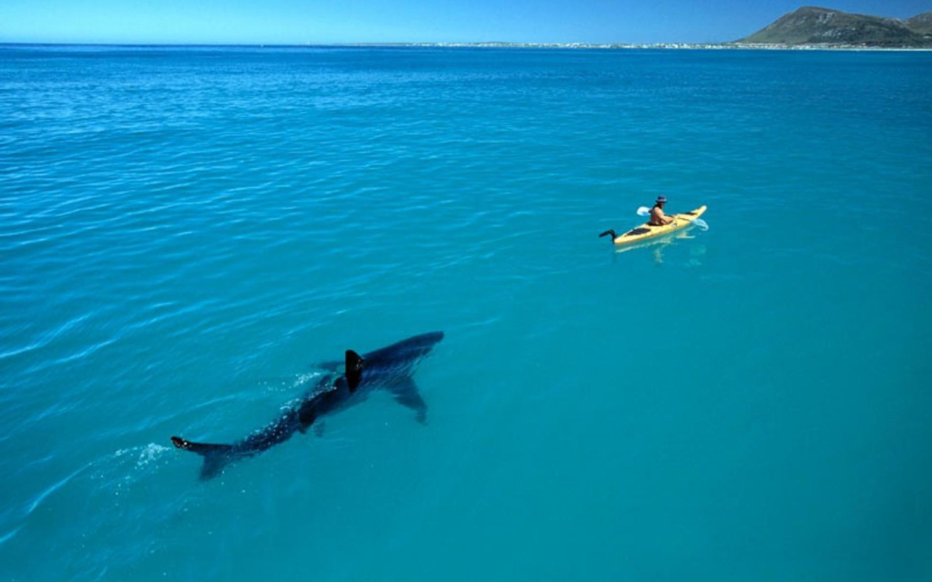 Sea Life Desktop Wallpapers - Top Free Sea Life Desktop Backgrounds ...