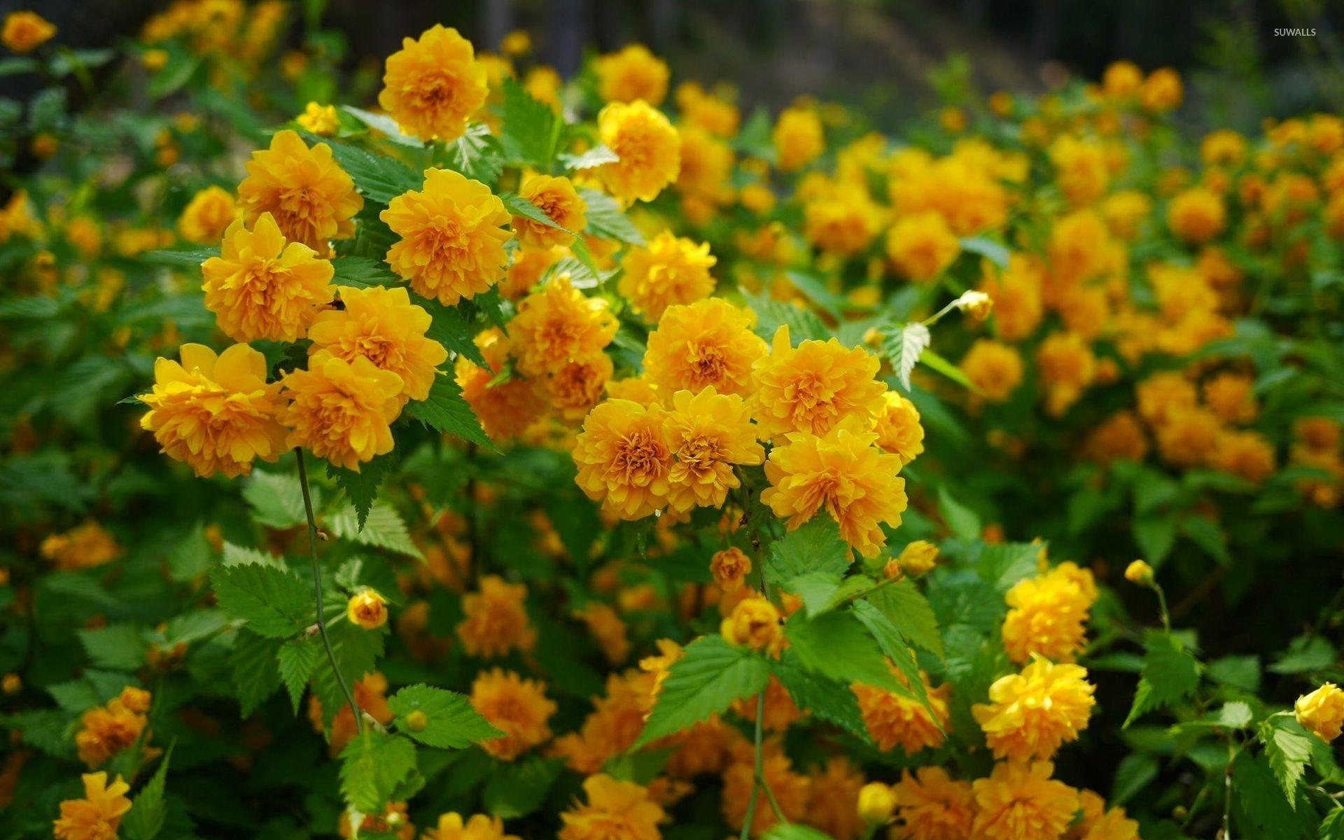 Cherry Blossom Yellow Wallpapers - Top Free Cherry Blossom Yellow ...