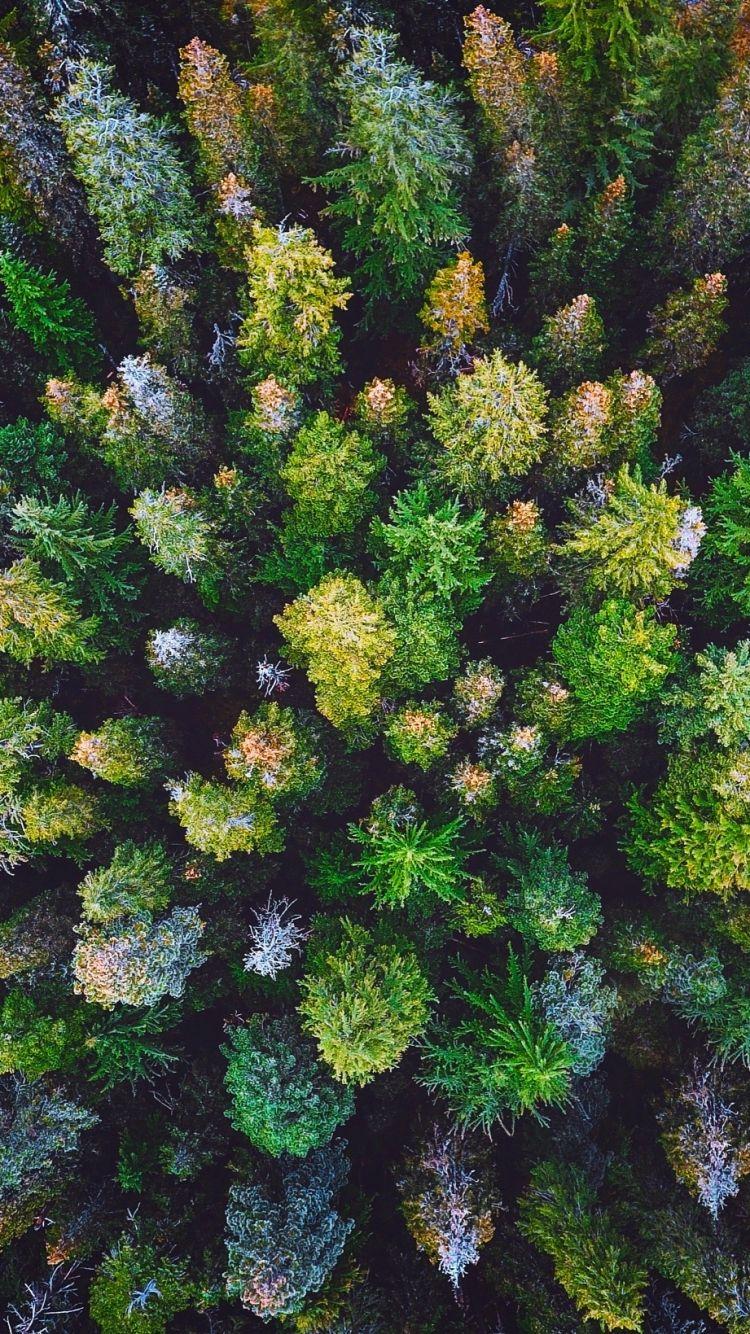 Forest iPhone Wallpapers - Top Free Forest iPhone Backgrounds ...