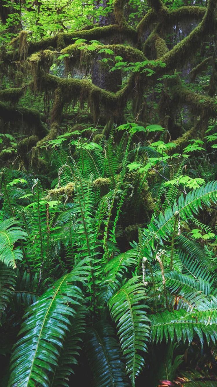 Forest iPhone Wallpapers - Top Free Forest iPhone Backgrounds ...