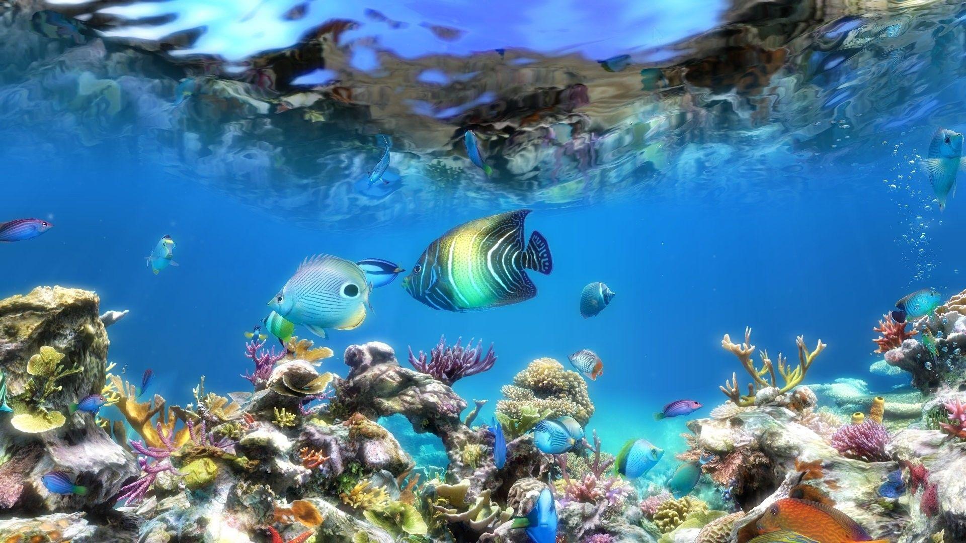 Live Aquarium Wallpapers - Top Free Live Aquarium Backgrounds ...